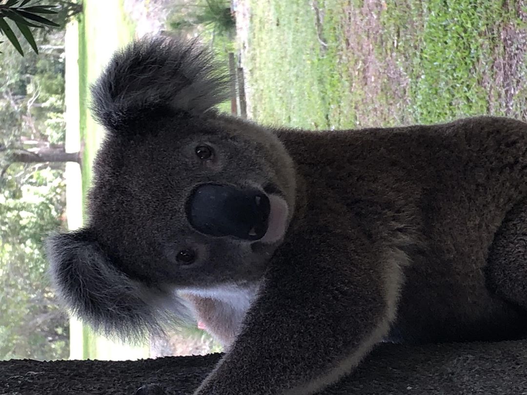 koala 1 - Tally Valley Golf Course